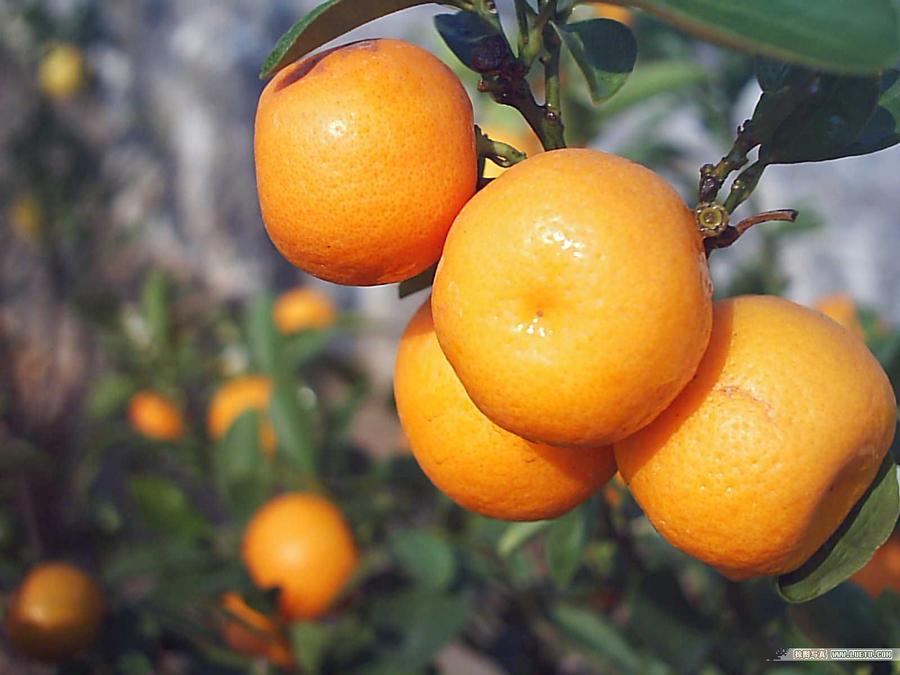 Orange - O‘ahu Fresh