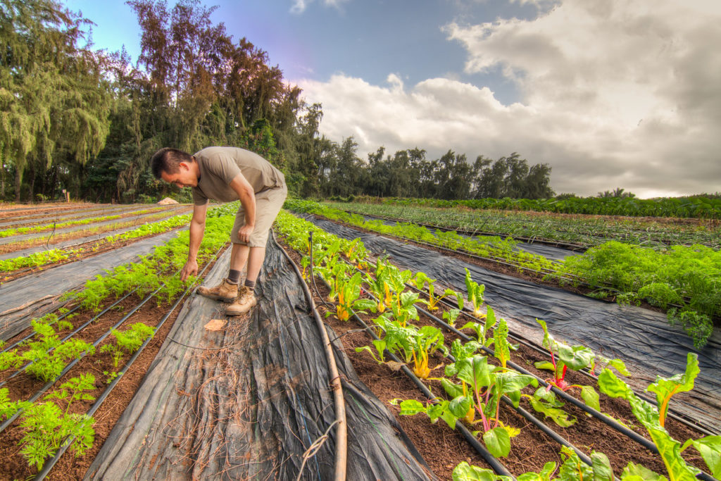 Ho Farms - O‘ahu Fresh