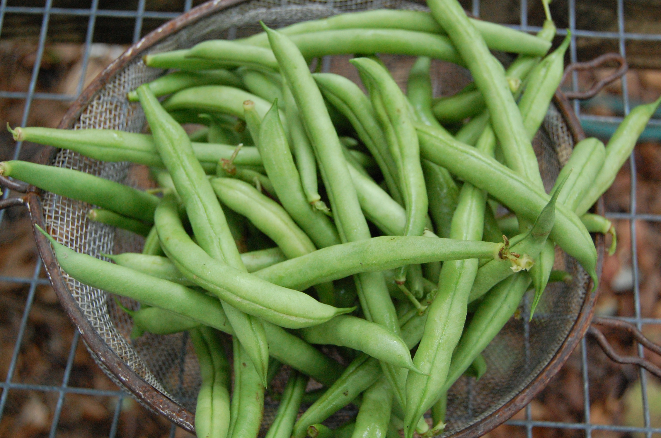 This Week's Bag Featuring Bush Beans! 4/26-4/27 - O‘ahu Fresh