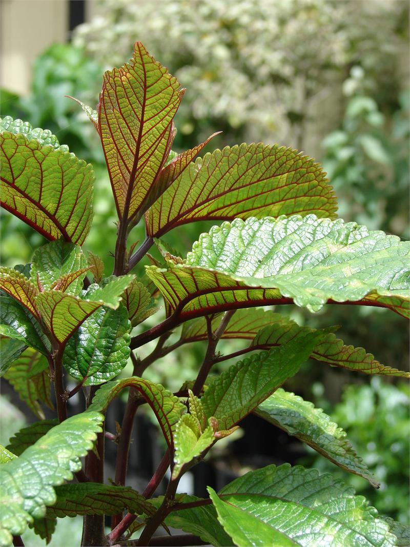 Māmaki Tea - O‘ahu Fresh