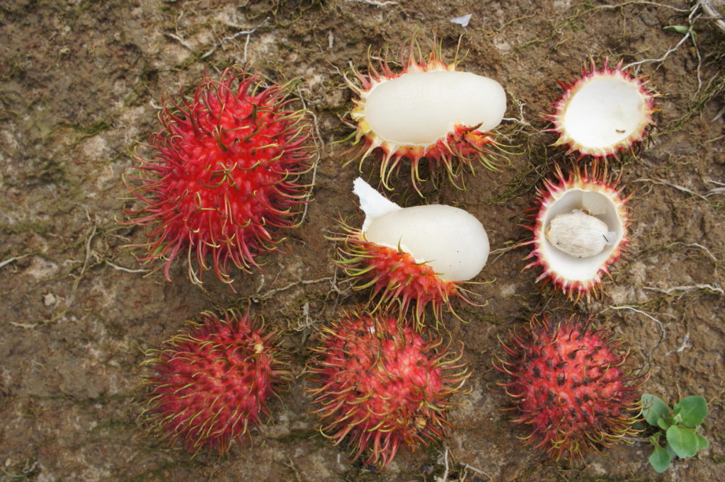 This Week's Bag Featuring Rambutan- Week of November 16th - O‘ahu Fresh