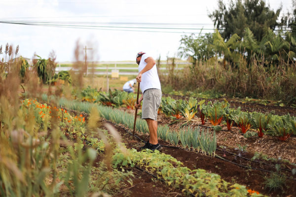 Kahuku Farms - O‘ahu Fresh
